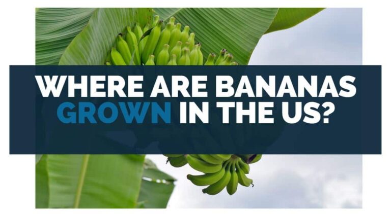 Where Are Bananas Grown In The US? [Farms, Maps]
