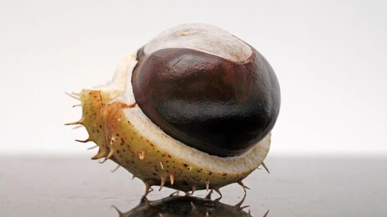 How Poisonous Are Buckeye Nuts To Humans? (Edible, Can You Eat)