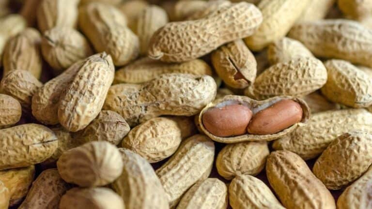 Why Are Peanuts Called Monkey Nuts? - Eat For Longer