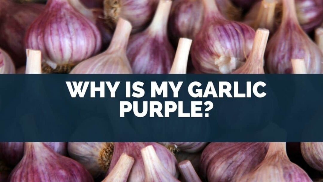 Why Is My Garlic Purple? [Colors & Types Explained]